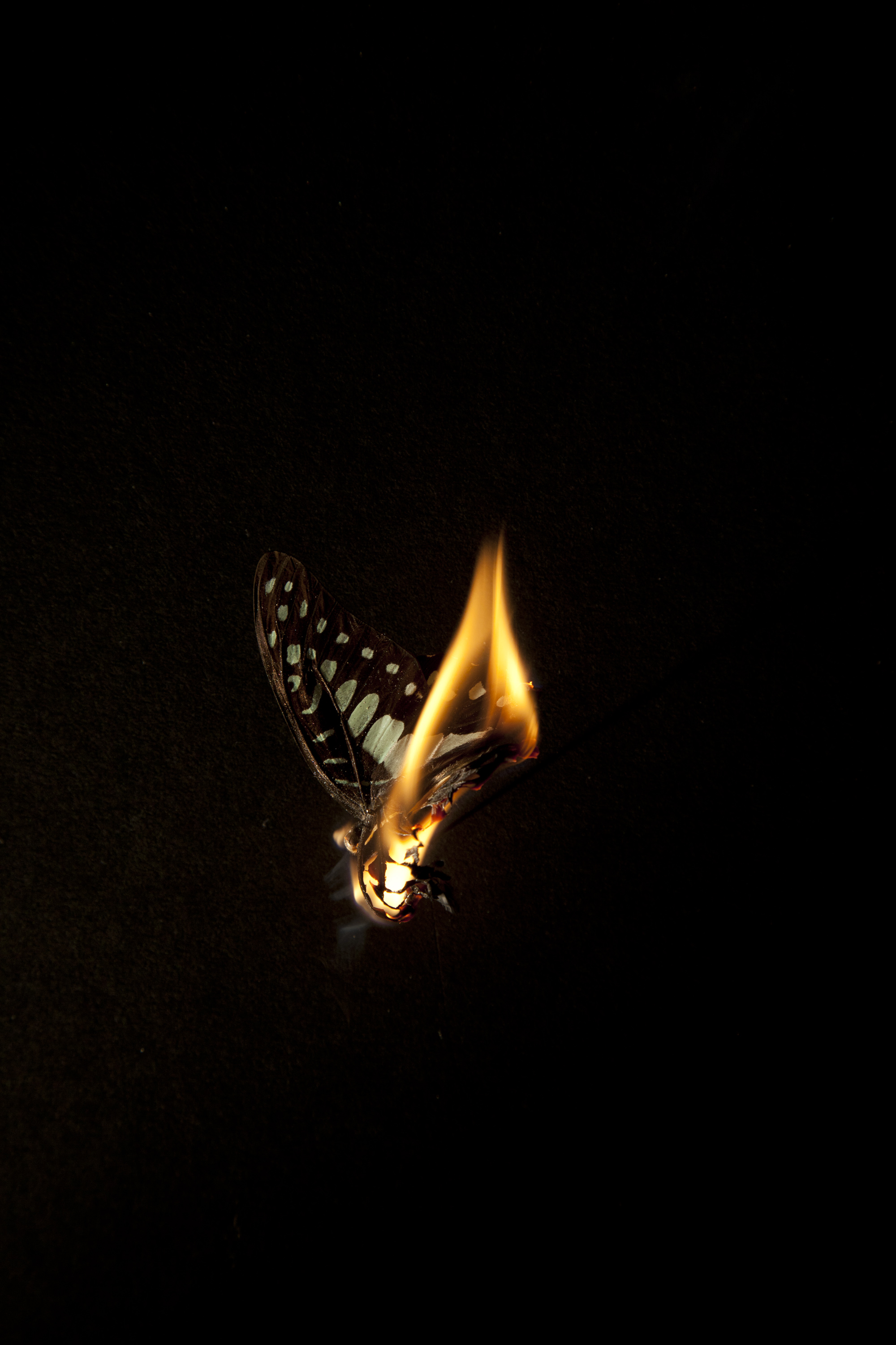 Burning Butterflies · Mat Collishaw
