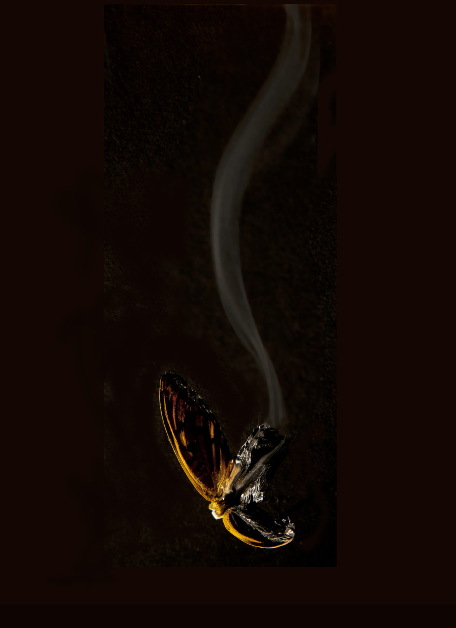 Burning Butterflies · Mat Collishaw