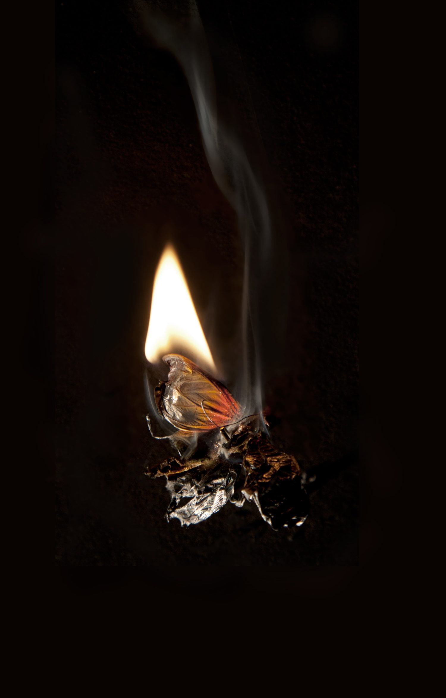 Burning Butterflies · Mat Collishaw
