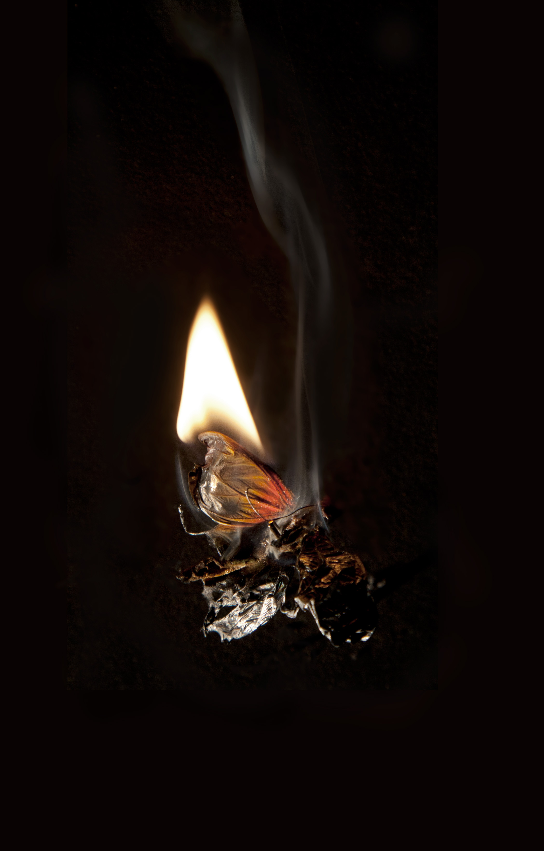 Burning Butterflies · Mat Collishaw