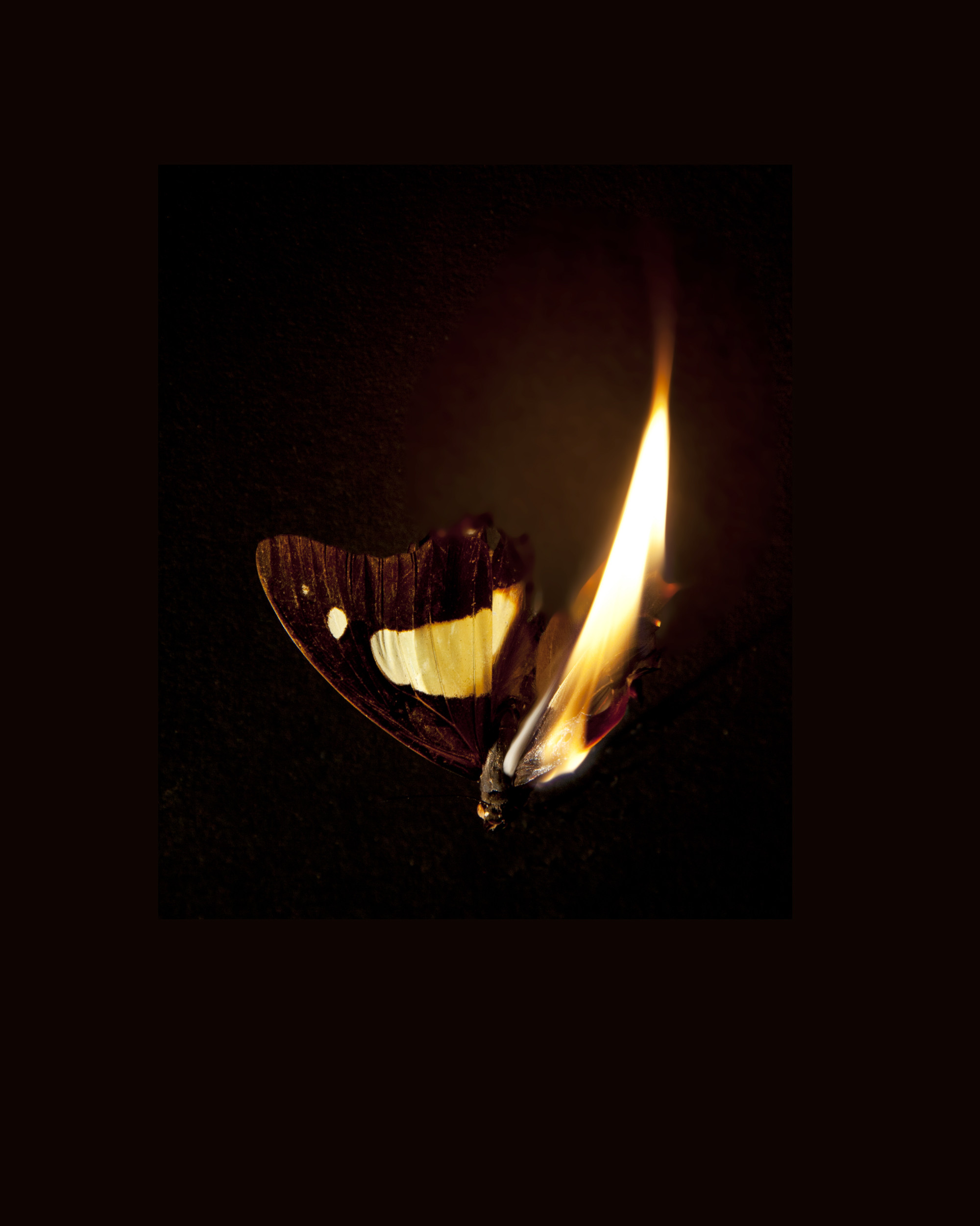 Burning Butterflies · Mat Collishaw