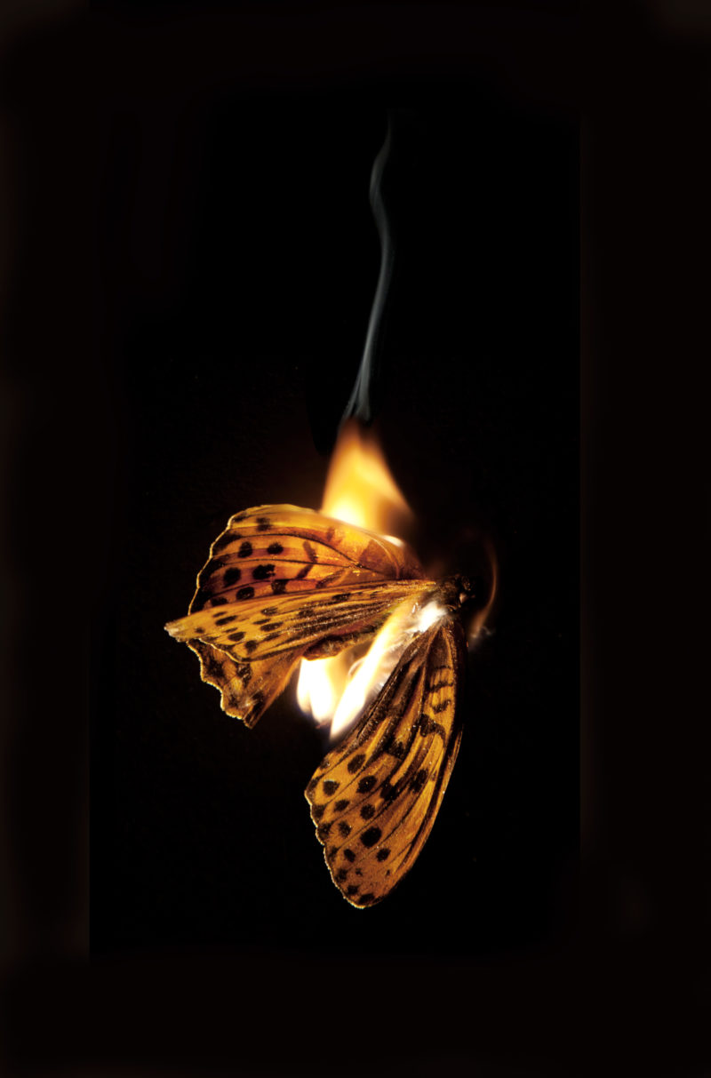 Burning Butterflies · Mat Collishaw