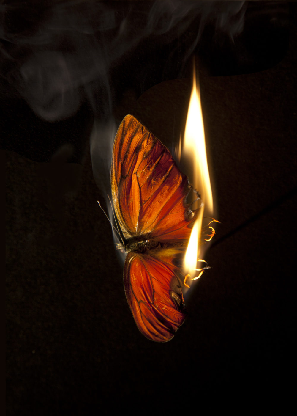 Burning Butterflies · Mat Collishaw