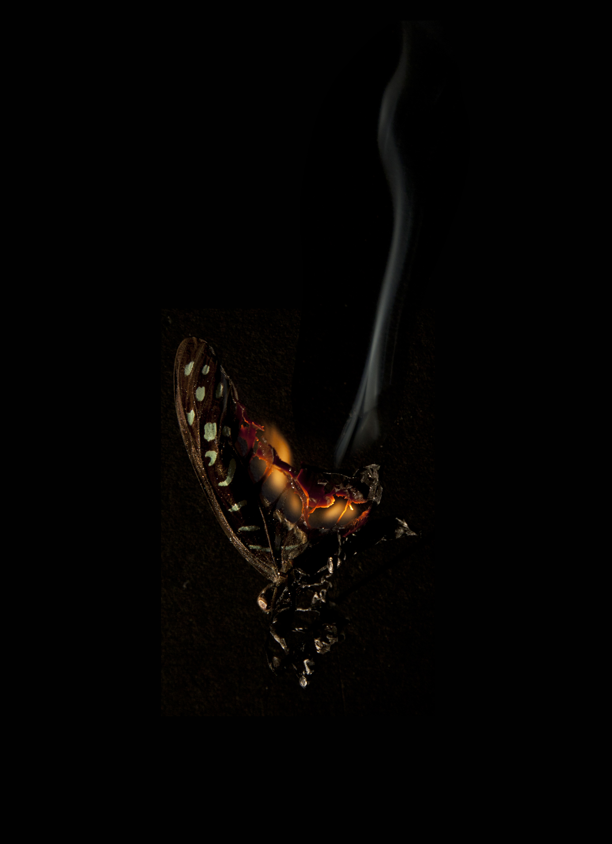 Burning Butterflies · Mat Collishaw