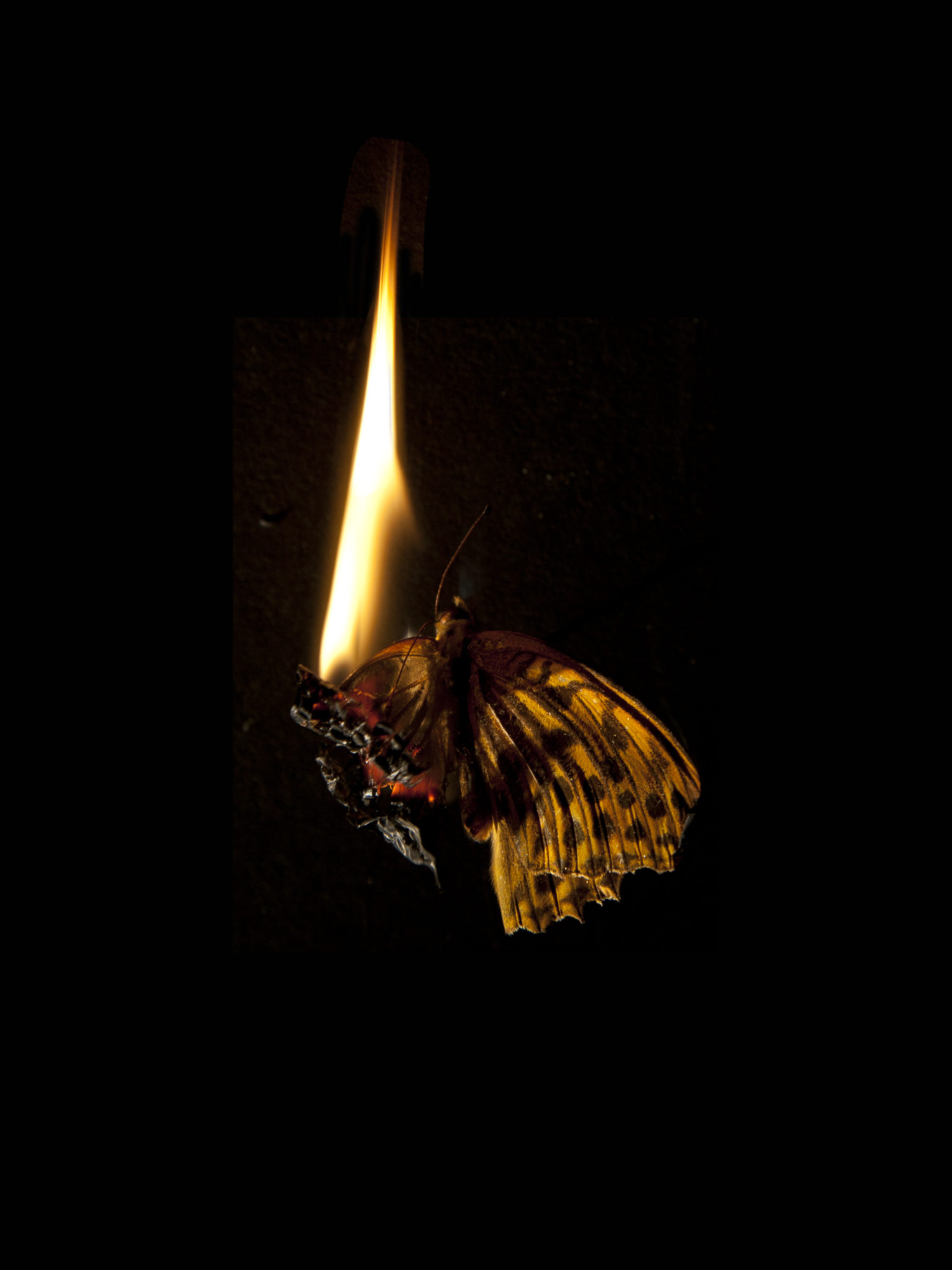 Burning Butterflies · Mat Collishaw