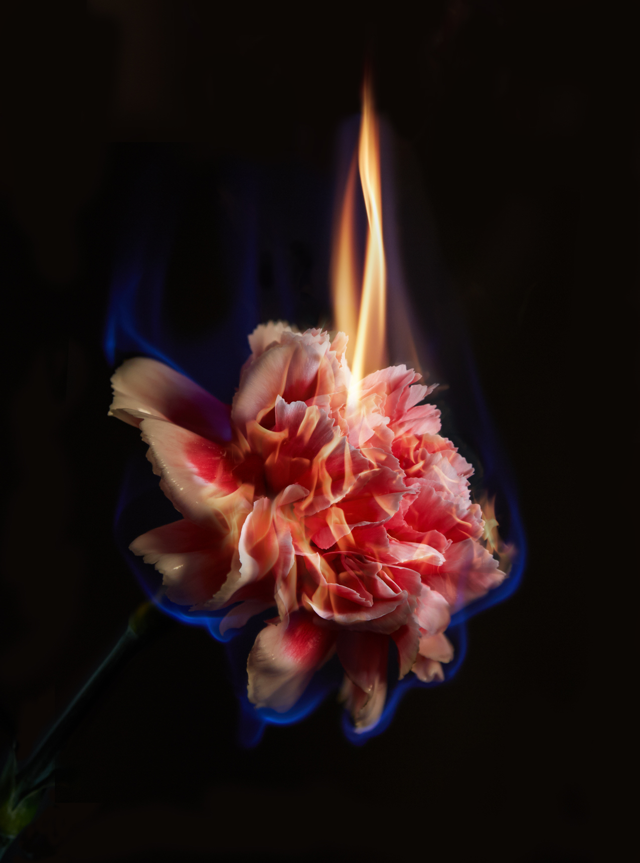 Burning Flowers · Mat Collishaw