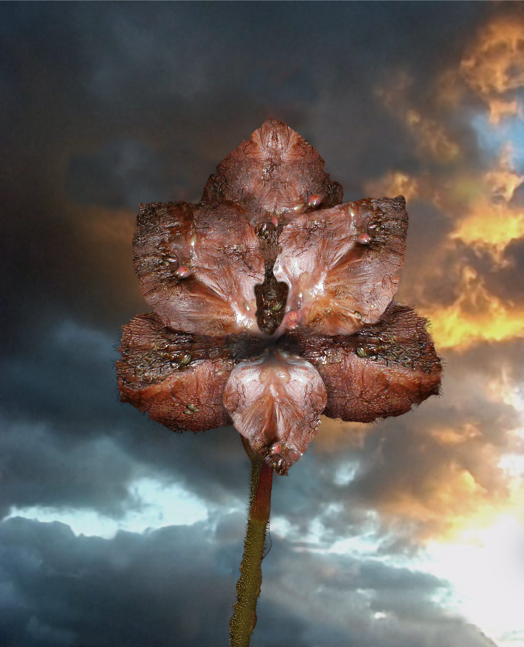 Infectious Flowers · Mat Collishaw