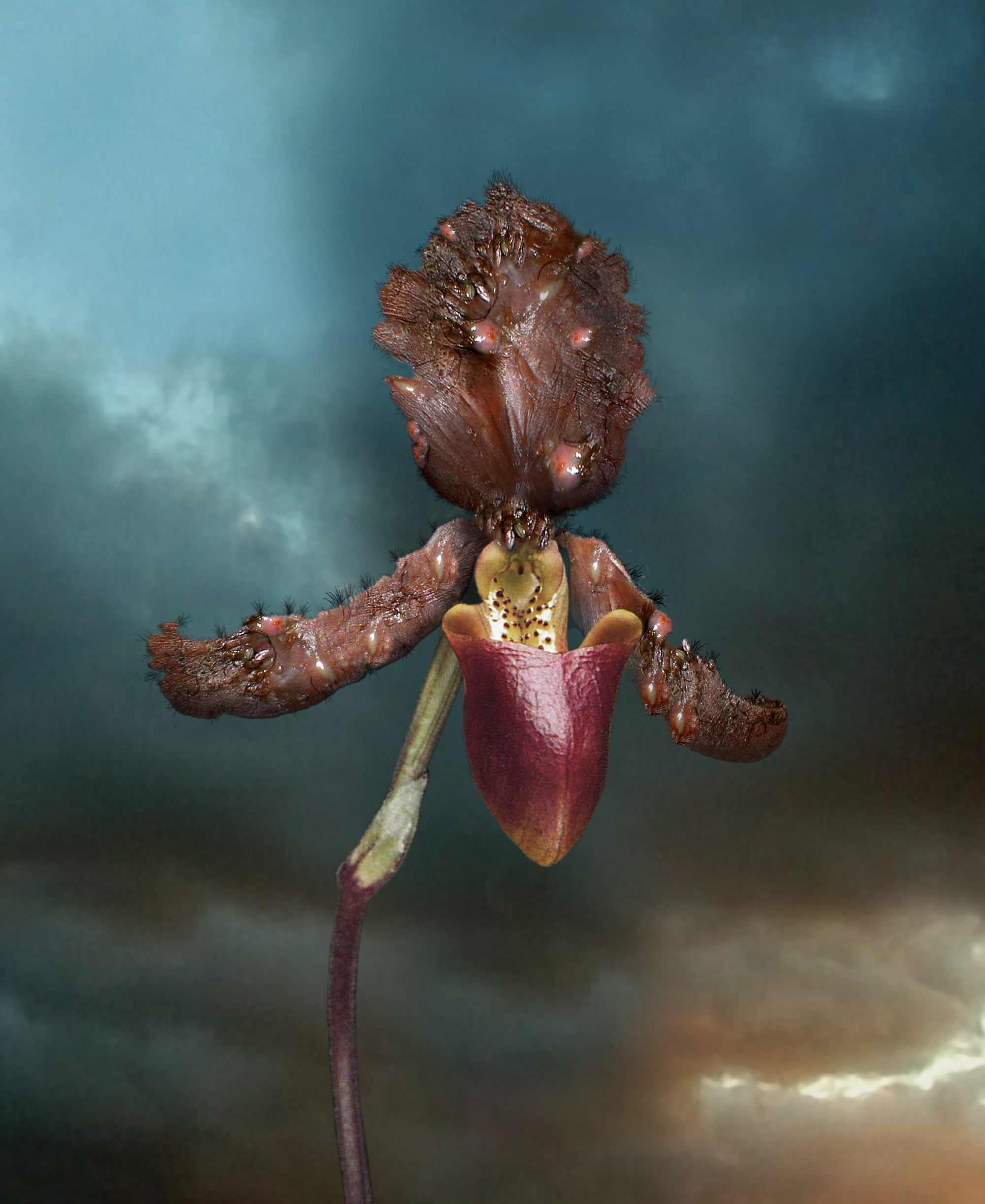 Infectious Flowers · Mat Collishaw