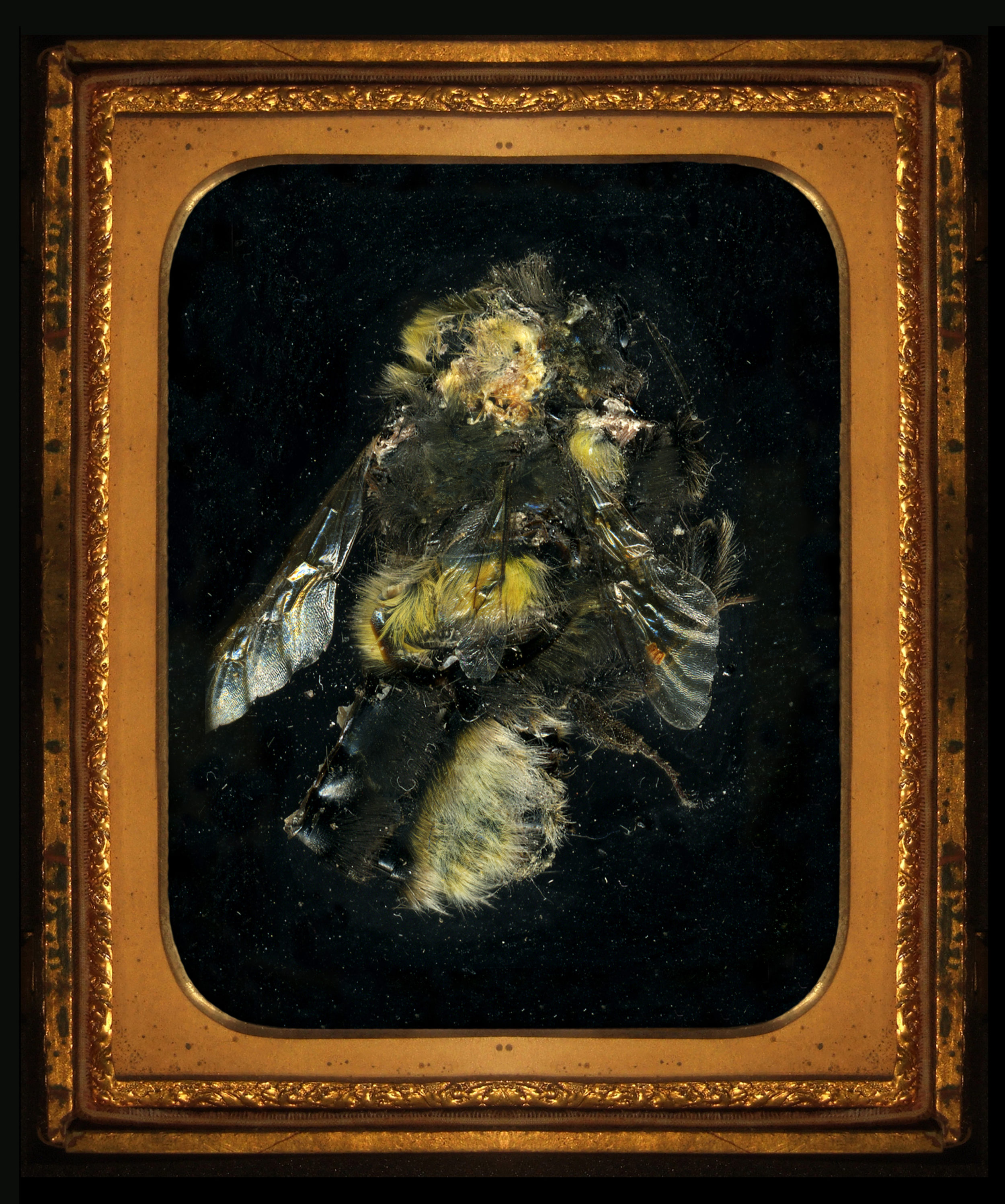 insecticide-mat-collishaw