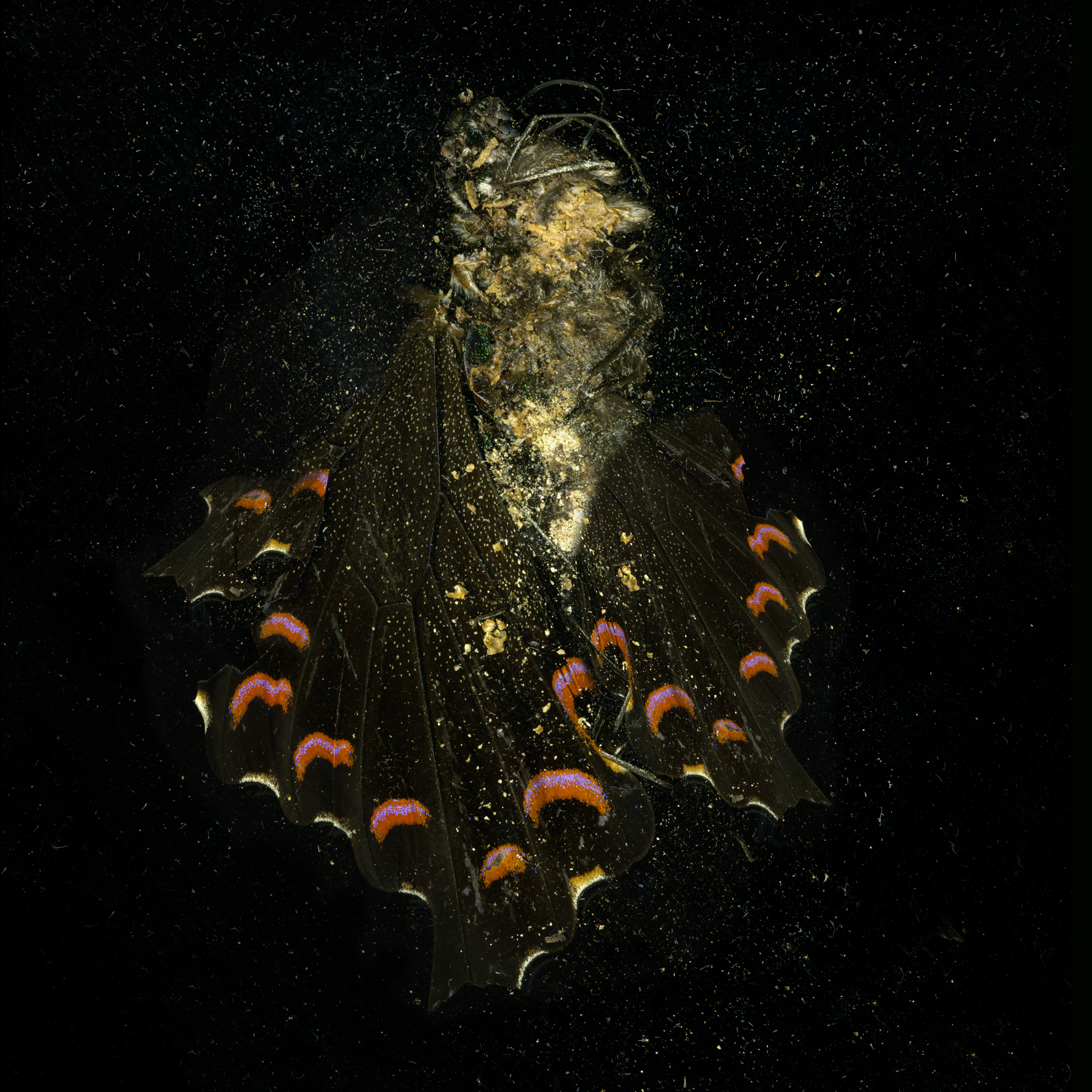 Insecticide · Mat Collishaw