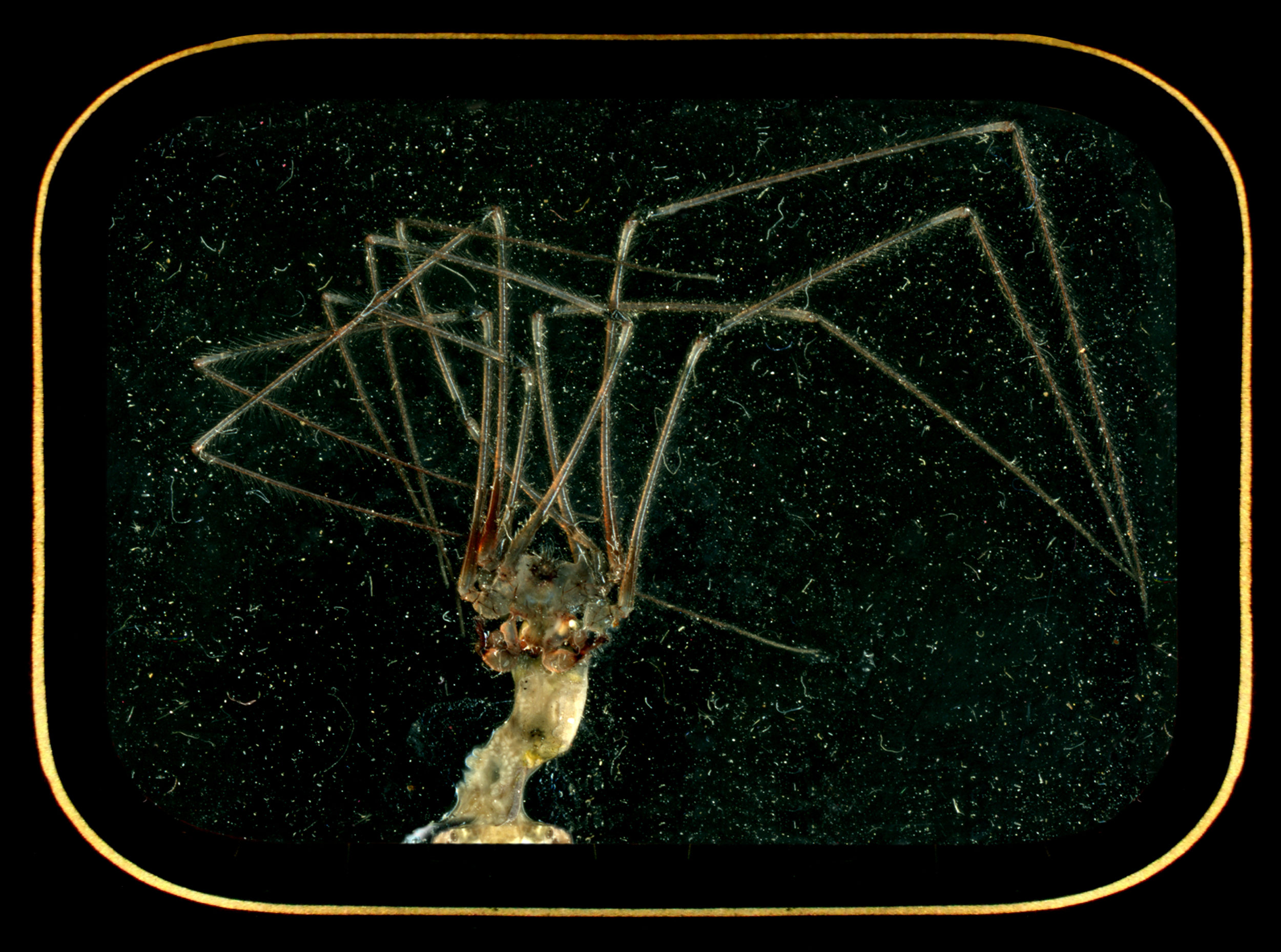 Insecticide · Mat Collishaw