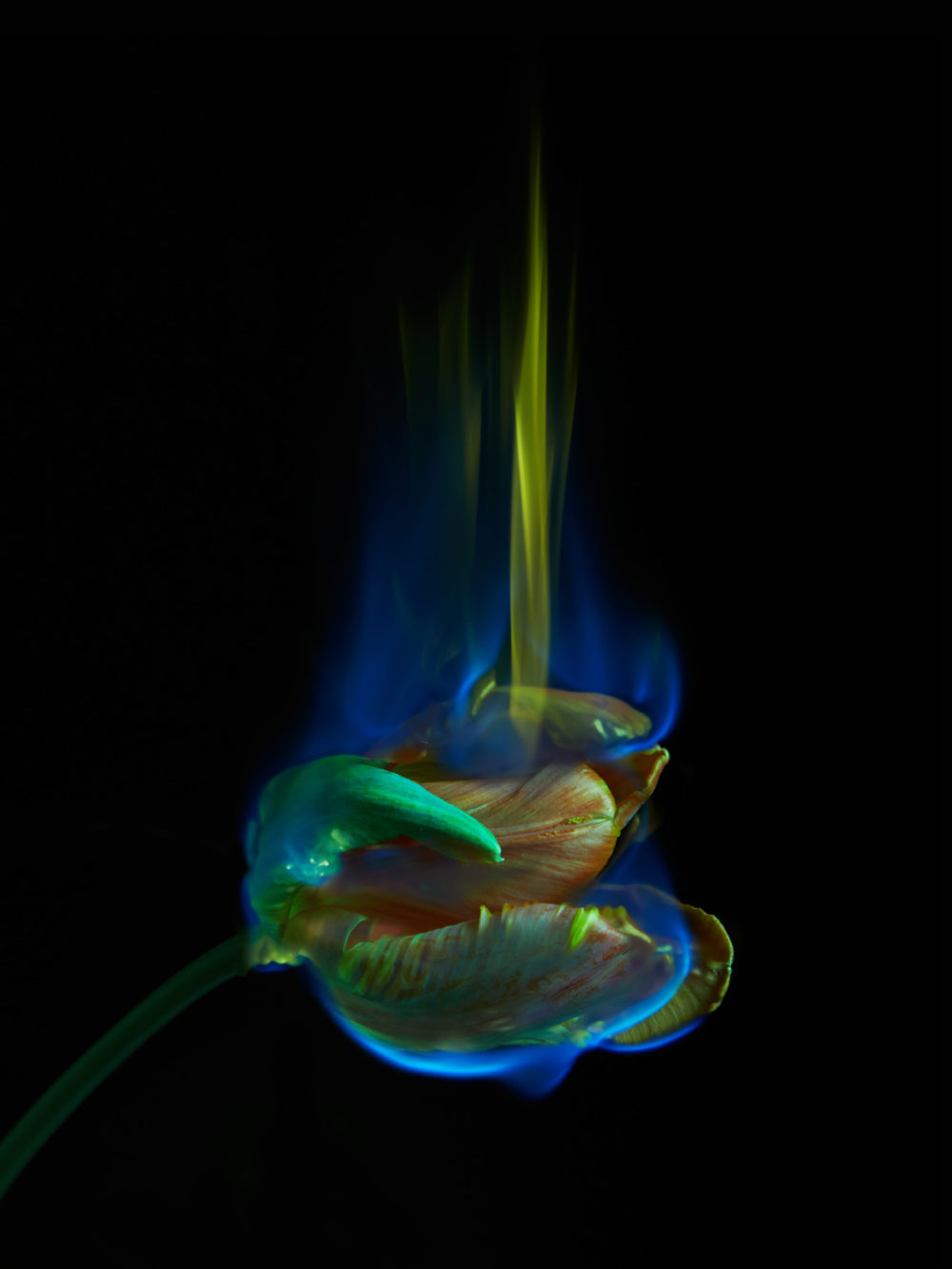 Burning Flowers · Mat Collishaw