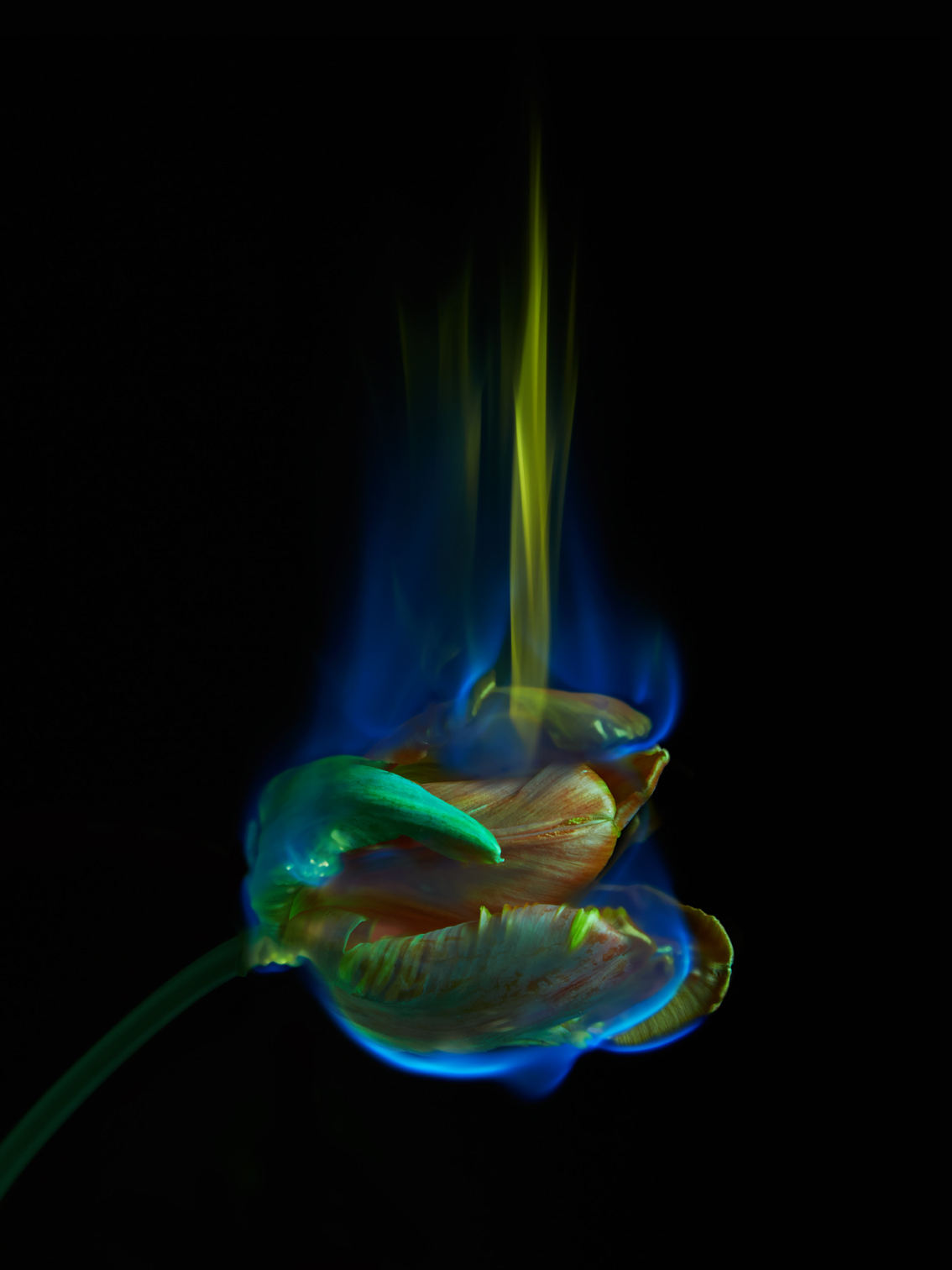 Burning Flowers · Mat Collishaw