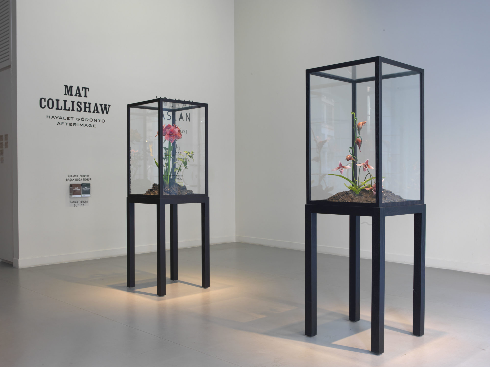 Afterimage · Mat Collishaw