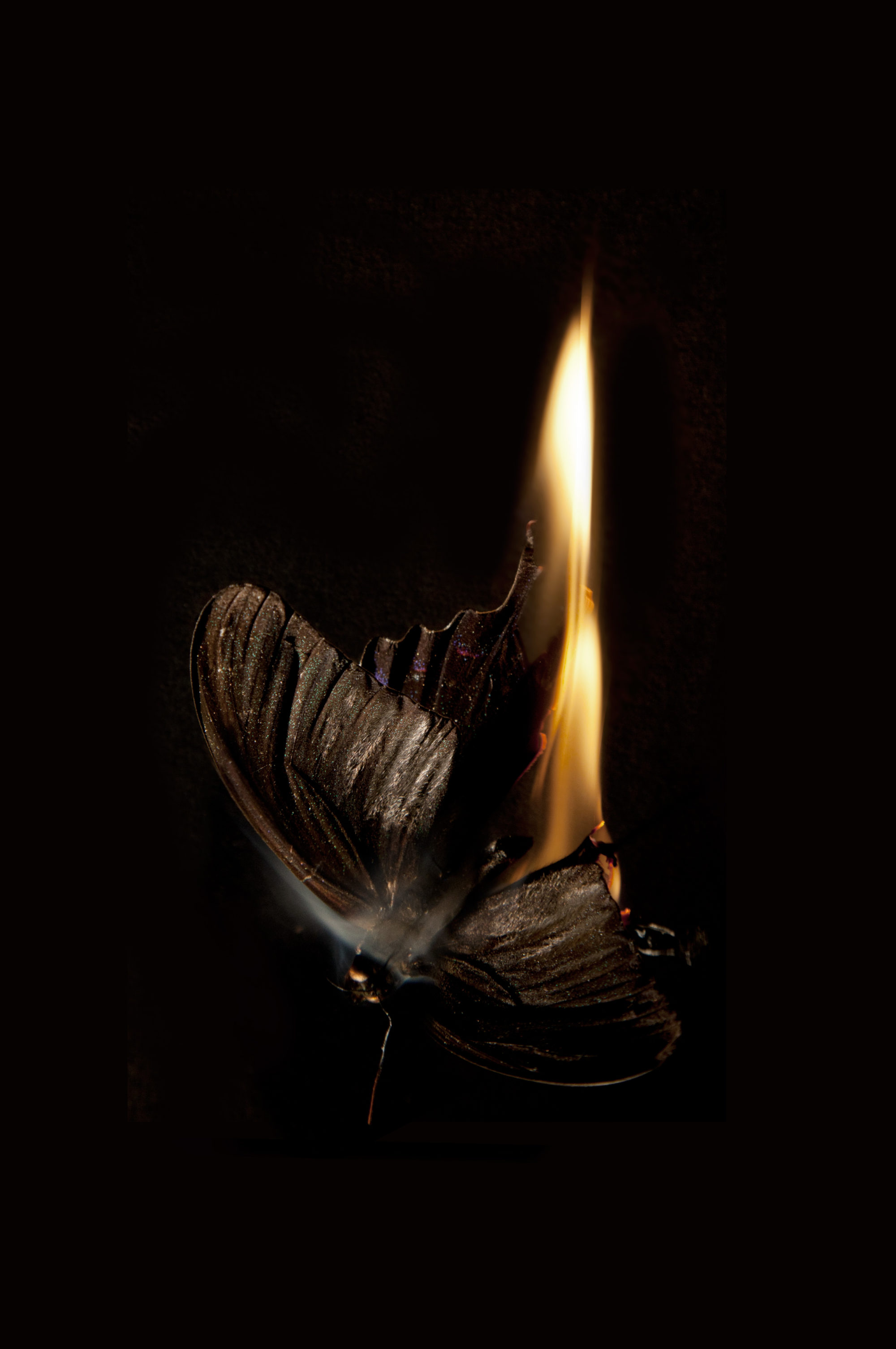 Burning Butterflies · Mat Collishaw