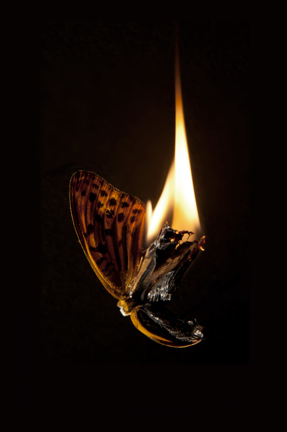 Burning Butterflies · Mat Collishaw