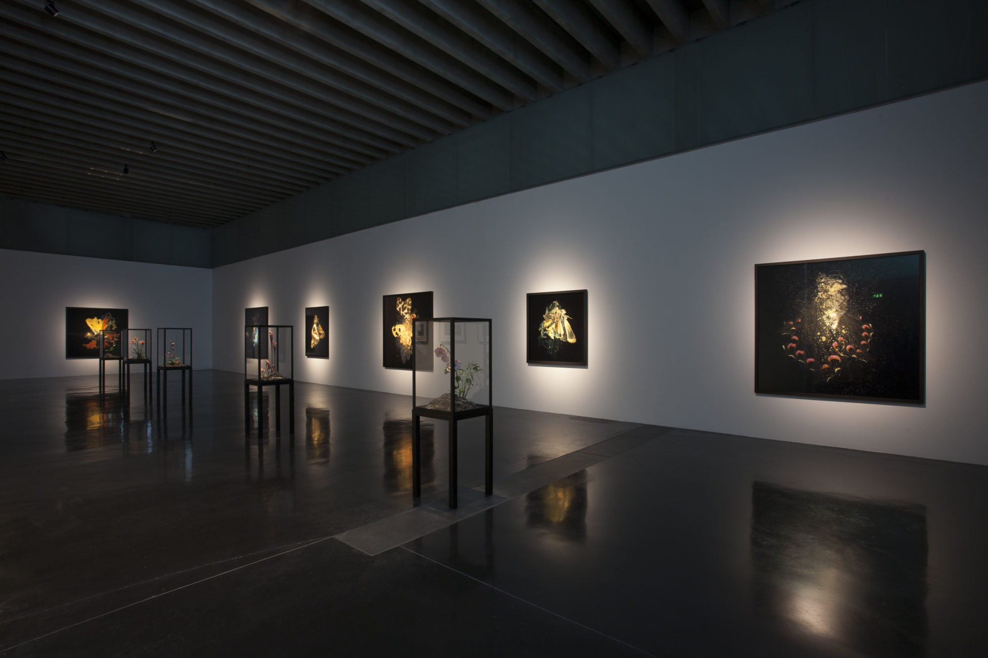 Mat Collishaw, New Art Gallery Walsall · Mat Collishaw