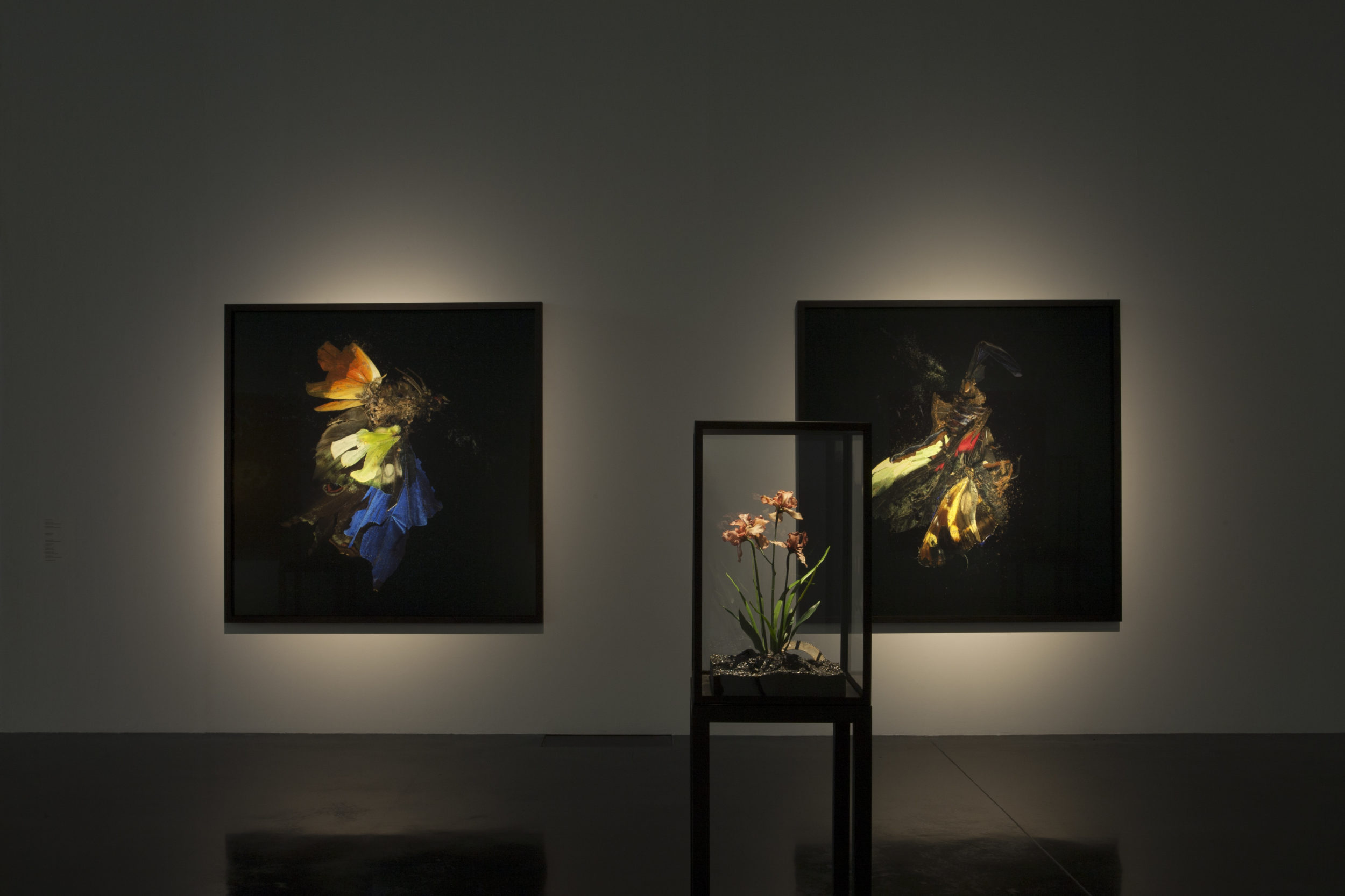 Mat Collishaw, New Art Gallery Walsall · Mat Collishaw