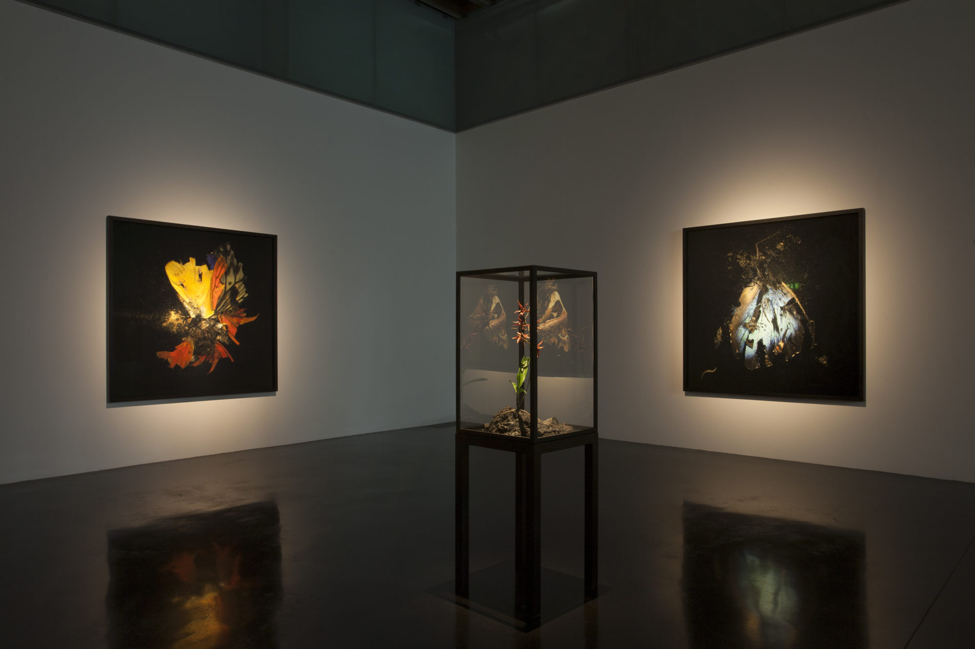 Mat Collishaw, New Art Gallery Walsall · Mat Collishaw