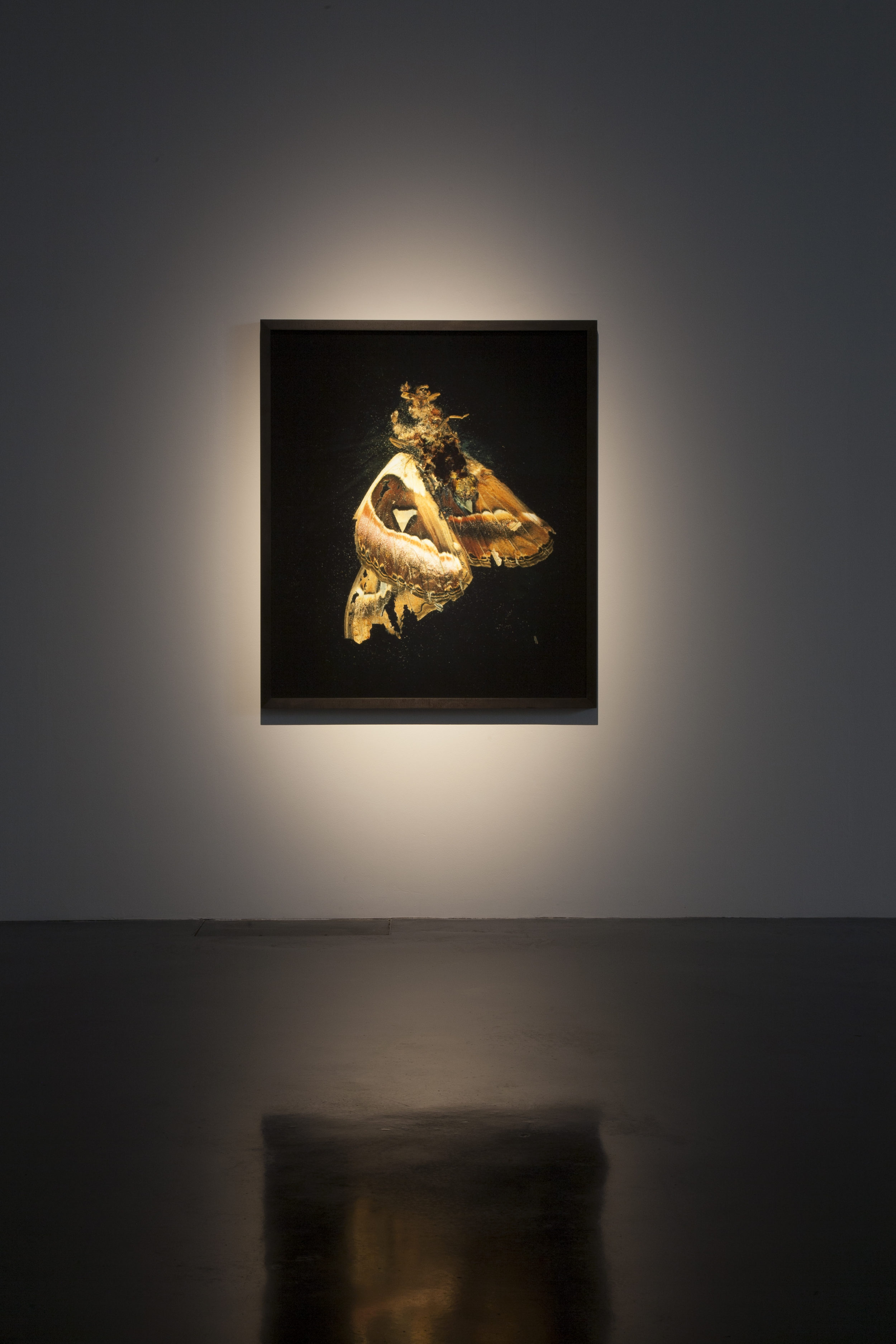 Mat Collishaw, New Art Gallery Walsall · Mat Collishaw